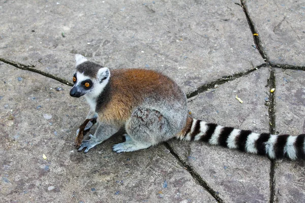 Lemur poop Stock Photos, Royalty Free Lemur poop Images | Depositphotos