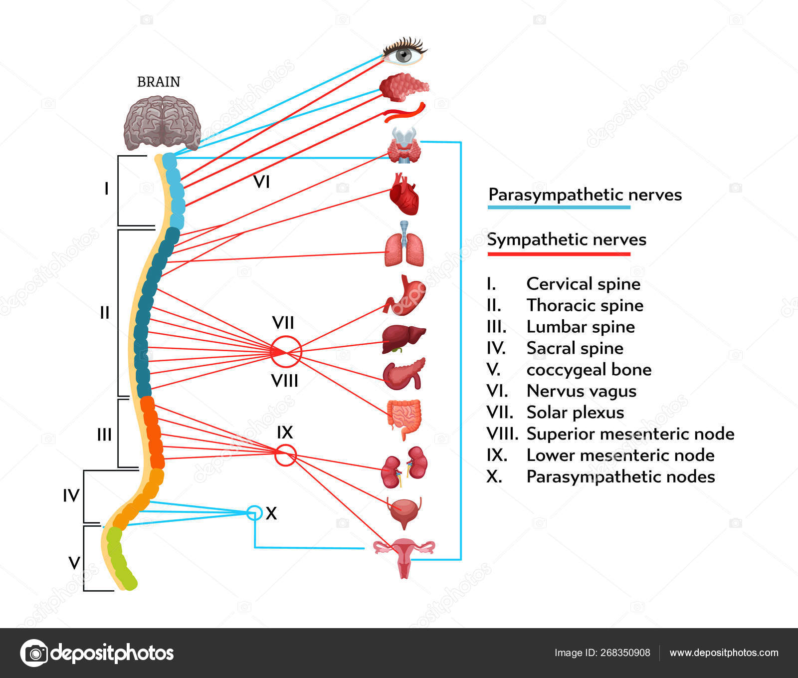 Infographics scheme of anatomical structure of human nervous system ...