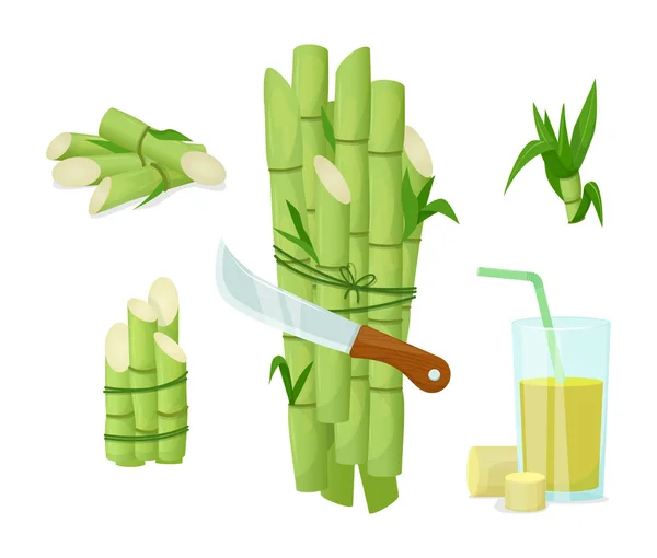 Sugarcane Vector Images | Depositphotos