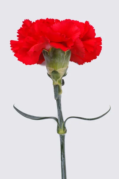 One single orange carnation flowers. Stock Photo by ©Denisfilm 213116510