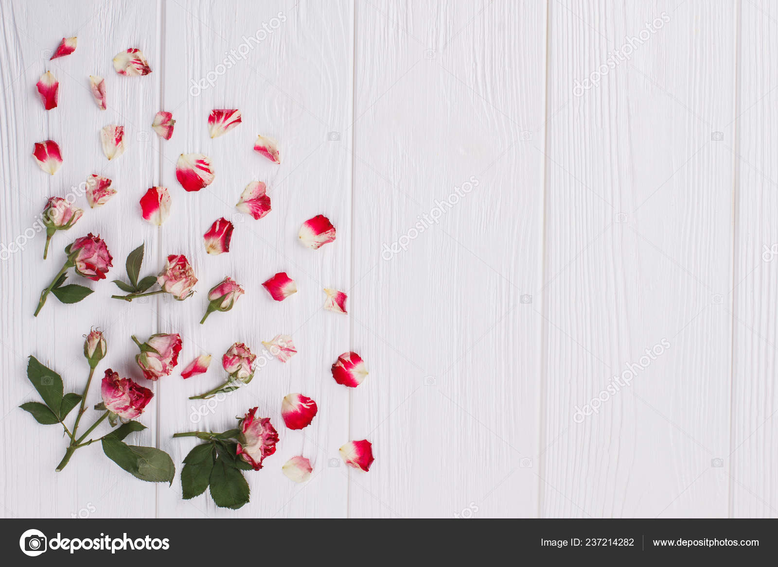 Black Dragon Rose Plant