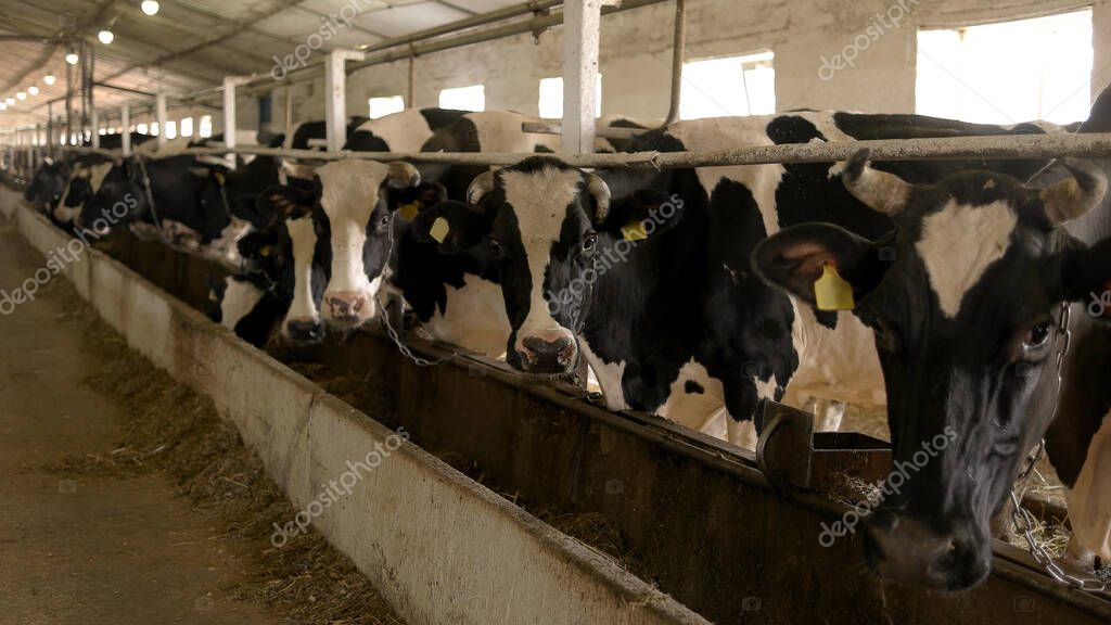 La vaca está masticando. Rebaño en el establo. 2024