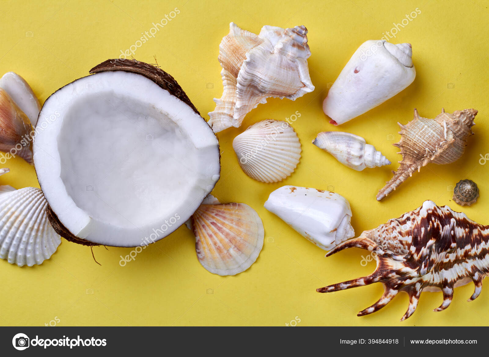 Shattered Conch Shell