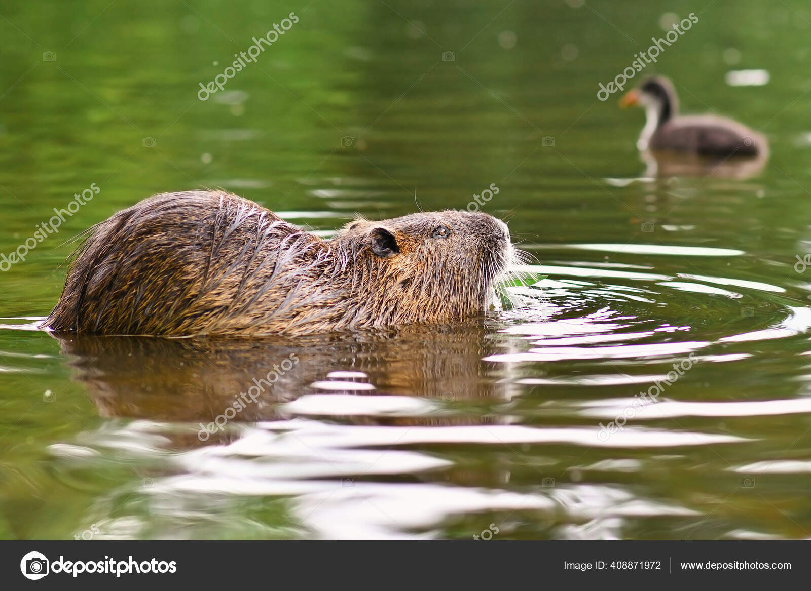 Semiaquatic Rodent Called 'Myocastor Coypus' Commonly Known 'Nutria ...