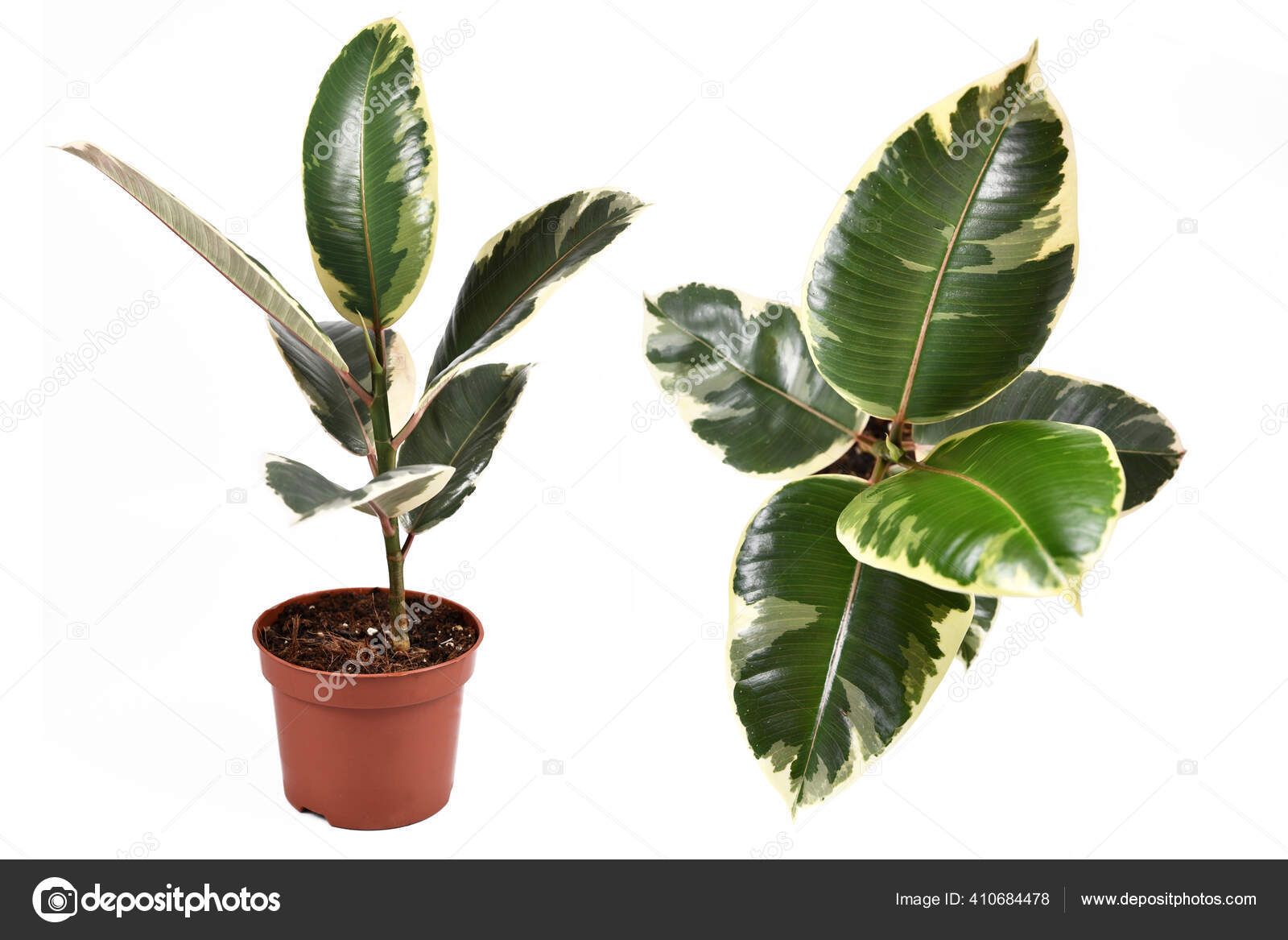 Full Side Top View Tropical 'Ficus Elastica Variegata' Rubber Tree ...