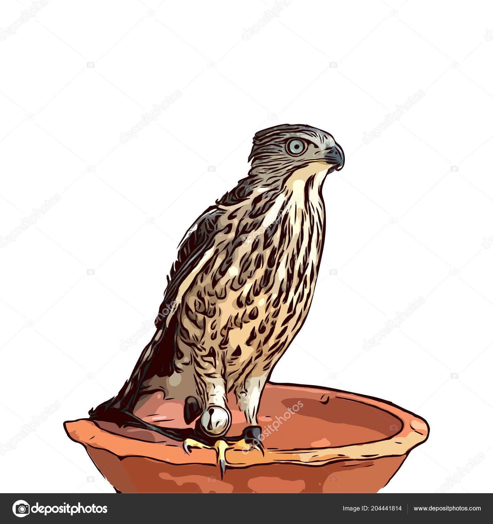 Dibujo Halcón Aislado Sobre Fondo Blanco Vector de stock #204441814 de ...
