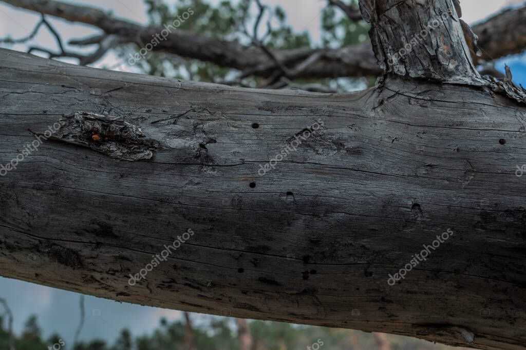 Relieve liso texturizado corteza áspera del tronco seco del árbol ...
