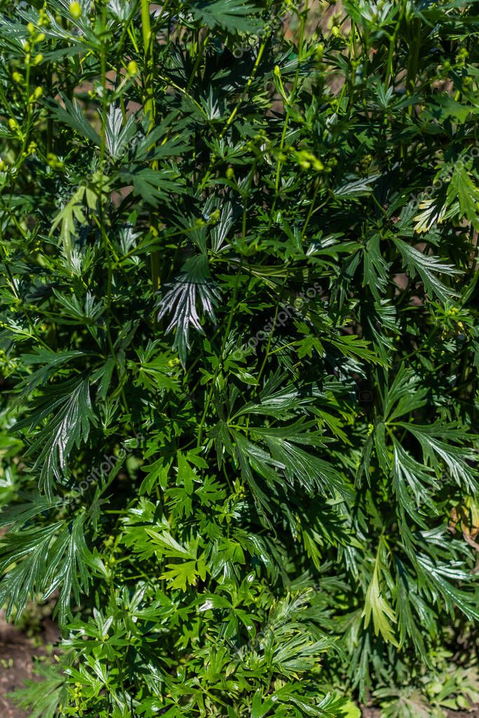 Hojas talladas brillantes del aconite, wolfsbane, monkshood en un ...