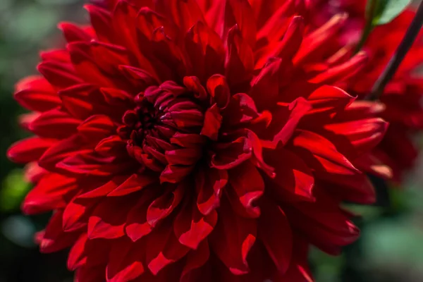 Red dahlia Stock Photos, Royalty Free Red dahlia Images | Depositphotos