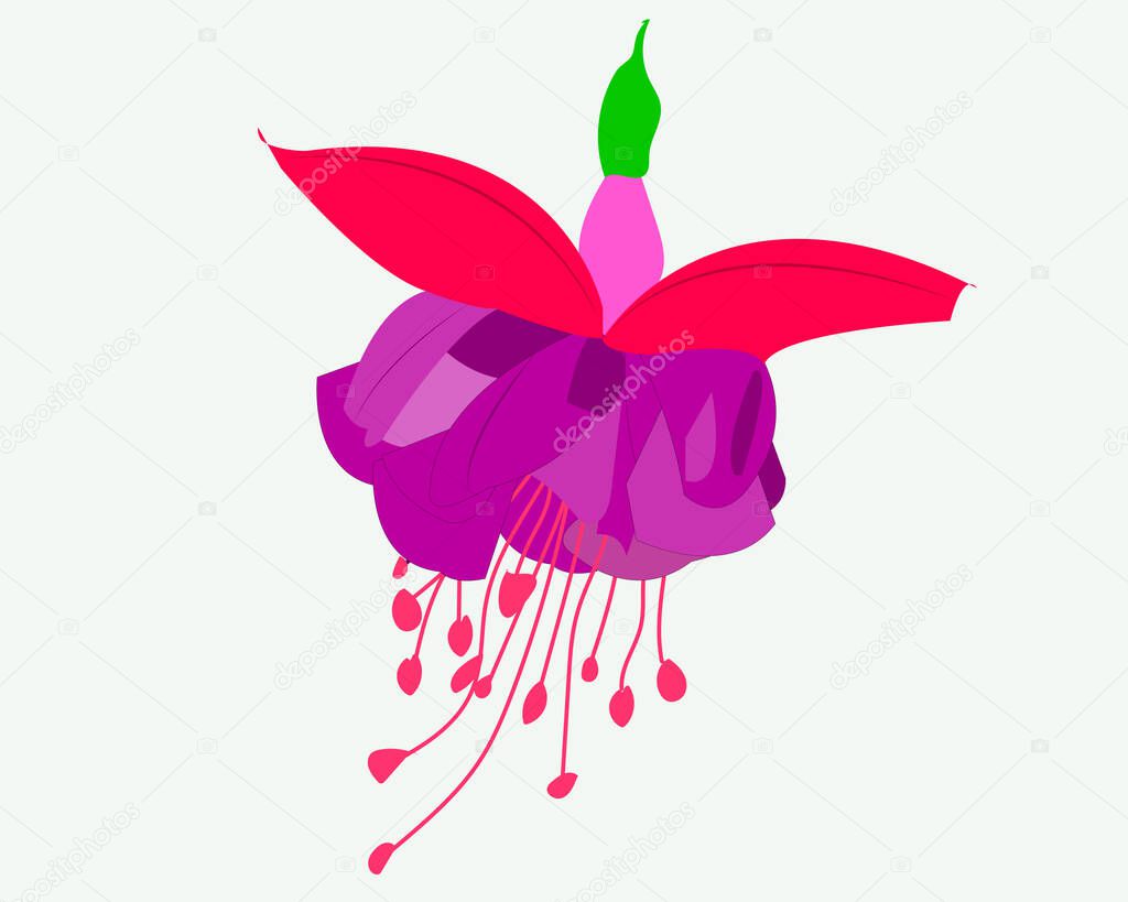Flor fucsia, ilustraci n del vector de flores 2024