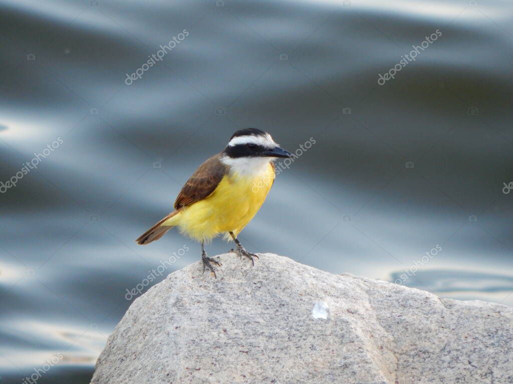 Pitangus sulphuratus es una especie de ave paseriforme de la familia ...