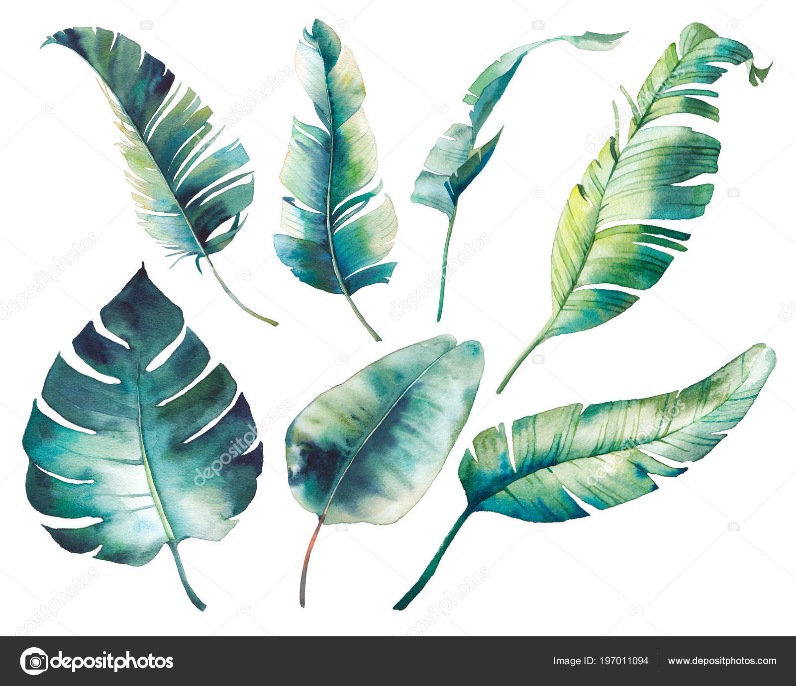 Watercolor Tropical Leaves Monstera Rubber Plant Banana Palm Botanical ...