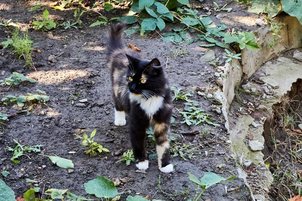 Szlak kot sztuka Stock Photos, Royalty Free Szlak kot sztuka Images ...