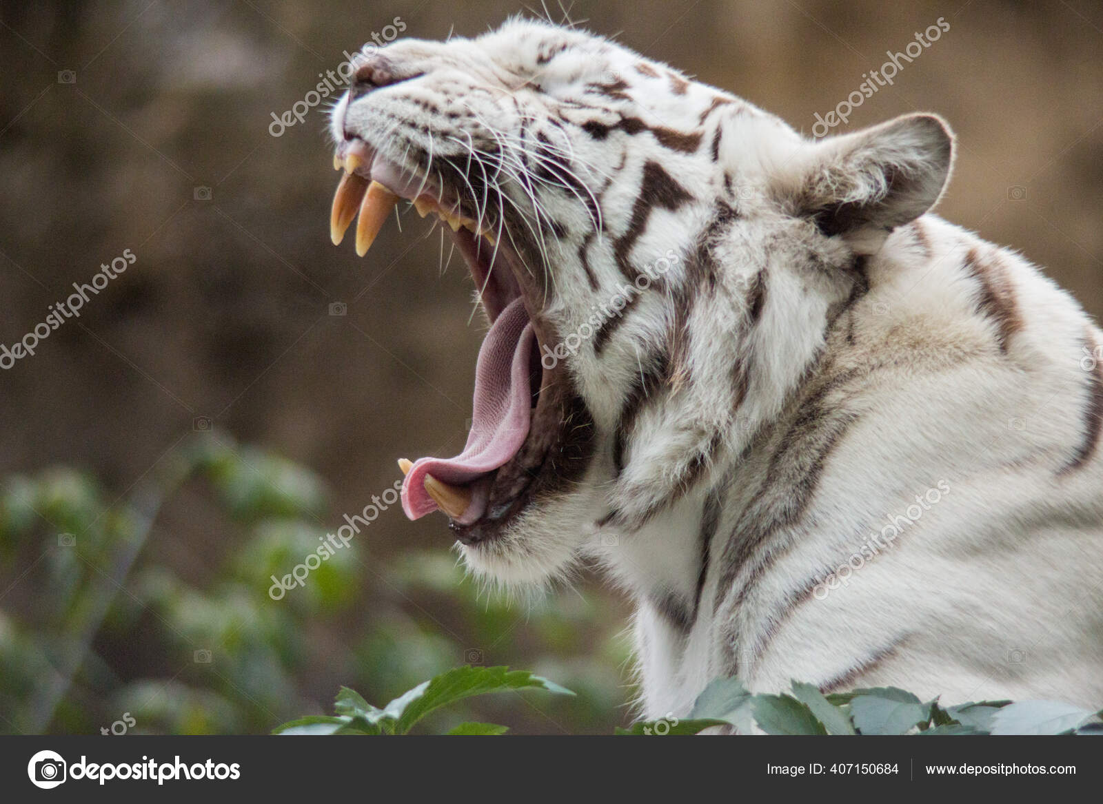 White Tiger Teeth