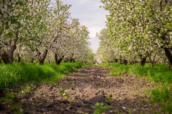 Blooming apple orchard in spring. Selective focus. - Stock Image ...