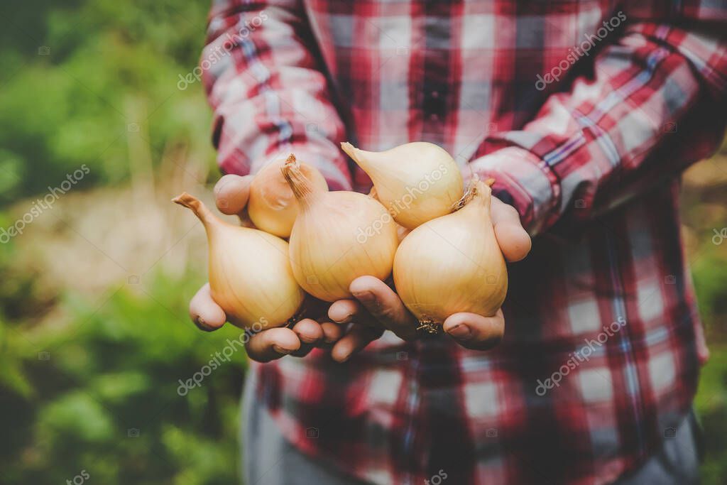 Un hombre agricultor tiene una cosecha de cebollas en sus manos ...