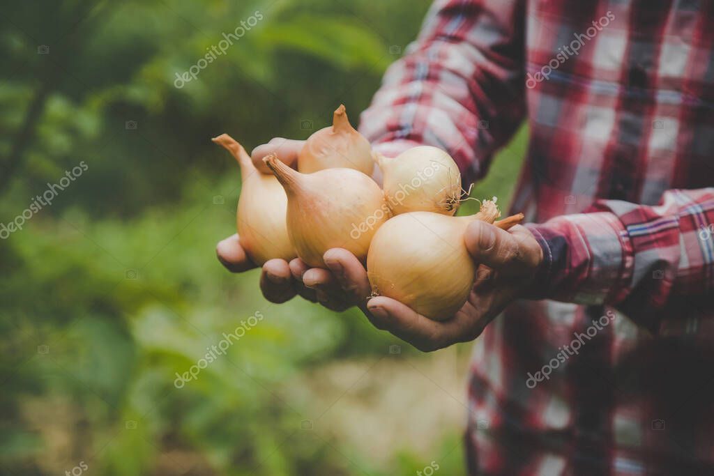 Un hombre agricultor tiene una cosecha de cebollas en sus manos ...