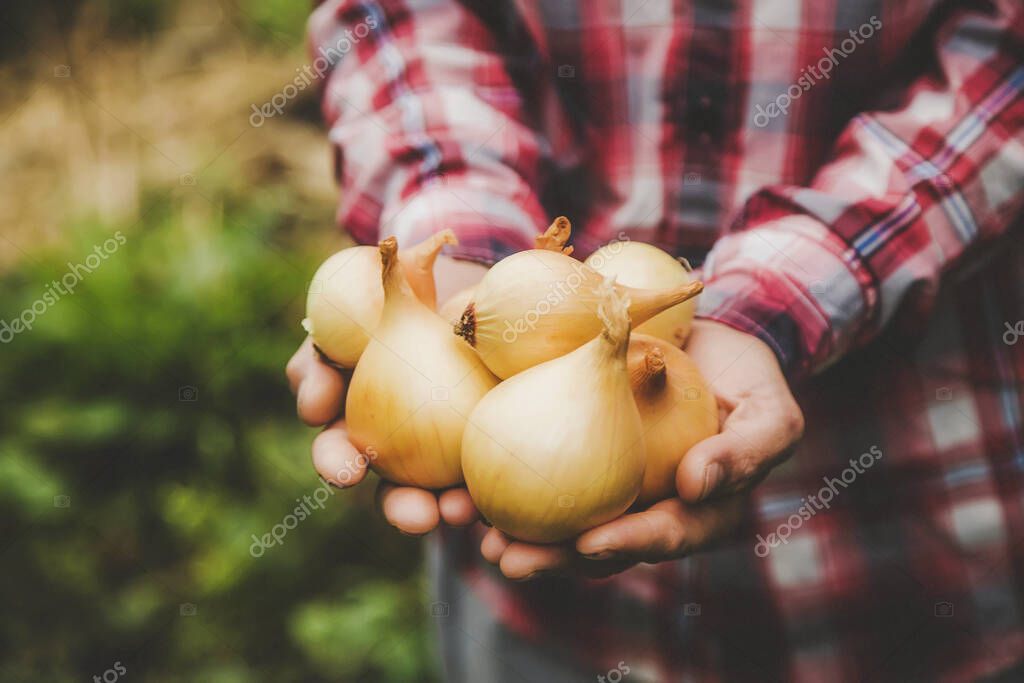 Un hombre agricultor tiene una cosecha de cebollas en sus manos ...