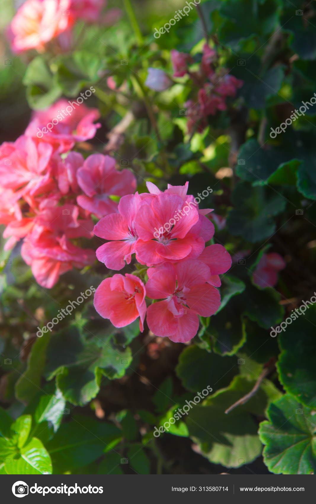 Pelargonium Zonal Pelargonium Zonale Willd Stock Photo by ©DmZo 313580714