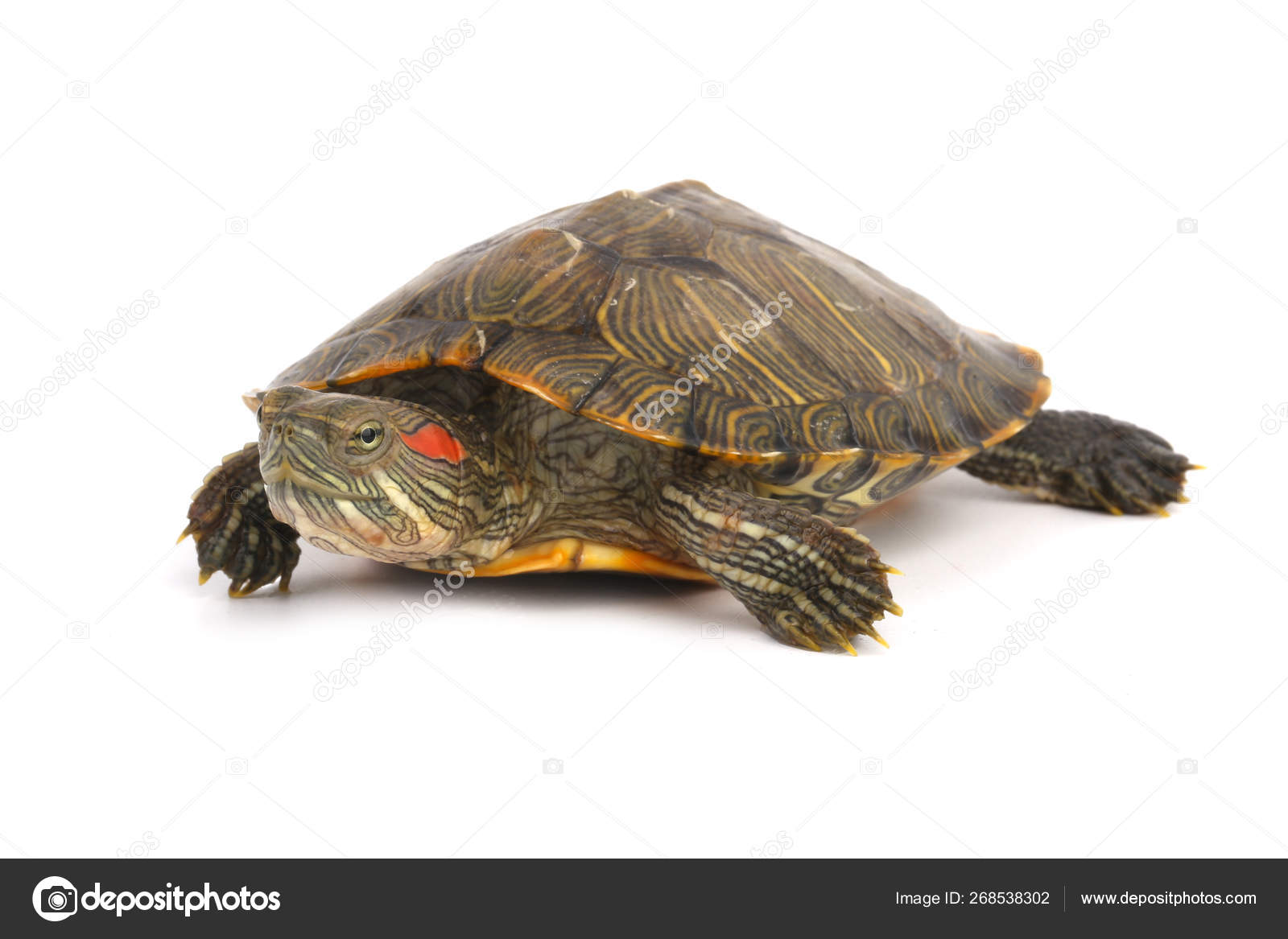 Trachemys Scripta