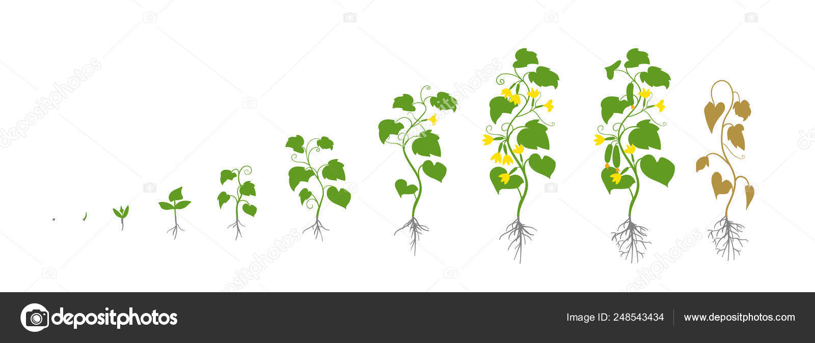 Cucumber plant. Growth stages. Vector illustration. Cucumis sativus ...