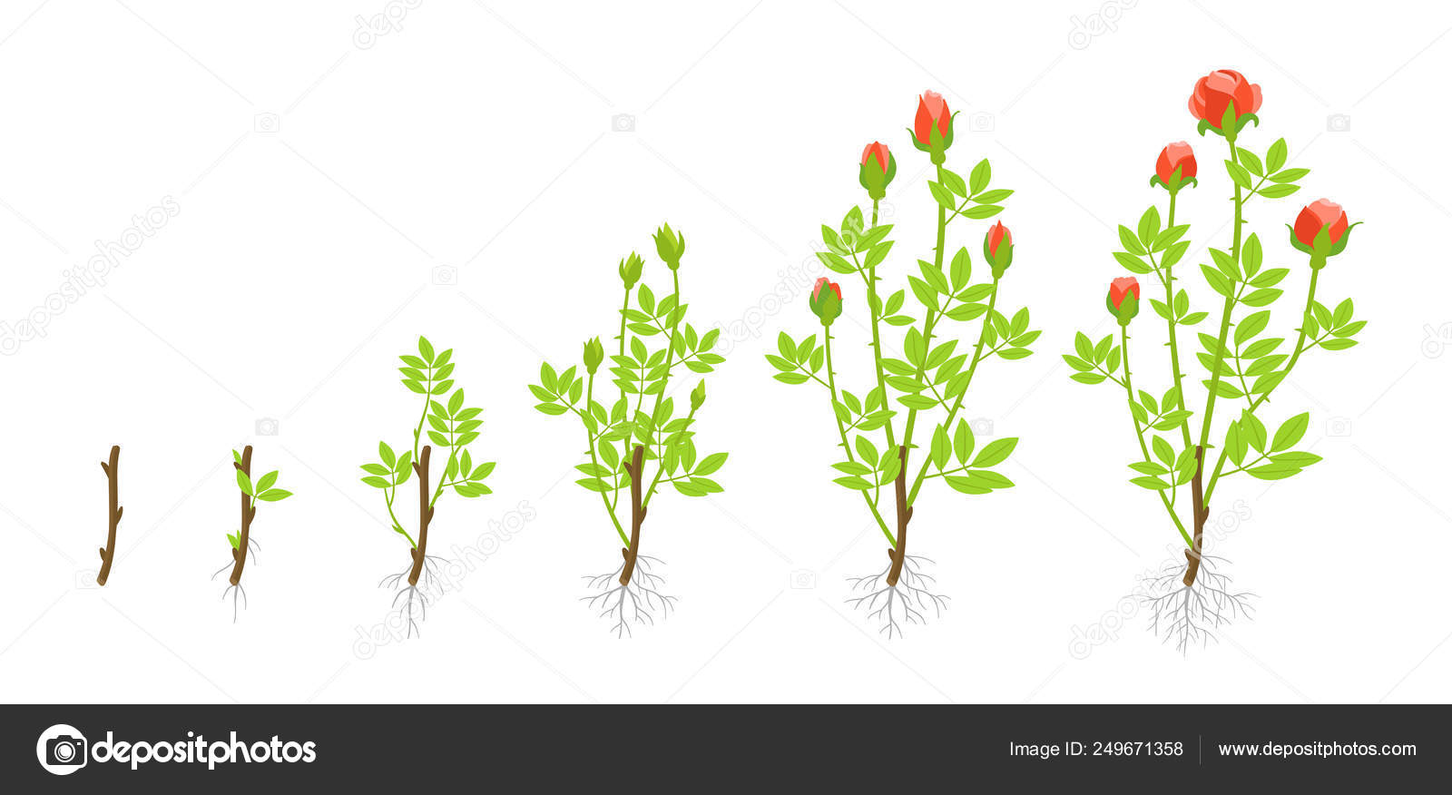Growth stages of garden roses plant. Vector illustration. Shoots from ...