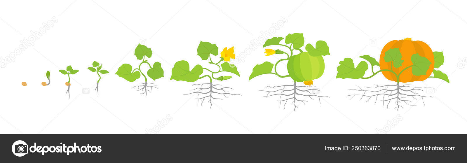 Etapas de crecimiento de la planta de calabaza. Ilustración vectorial ...
