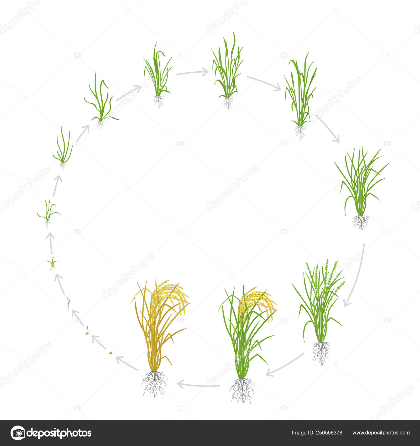 Witte Rijstplant Paddy Growing Afbeeldingen, Stockfoto's En