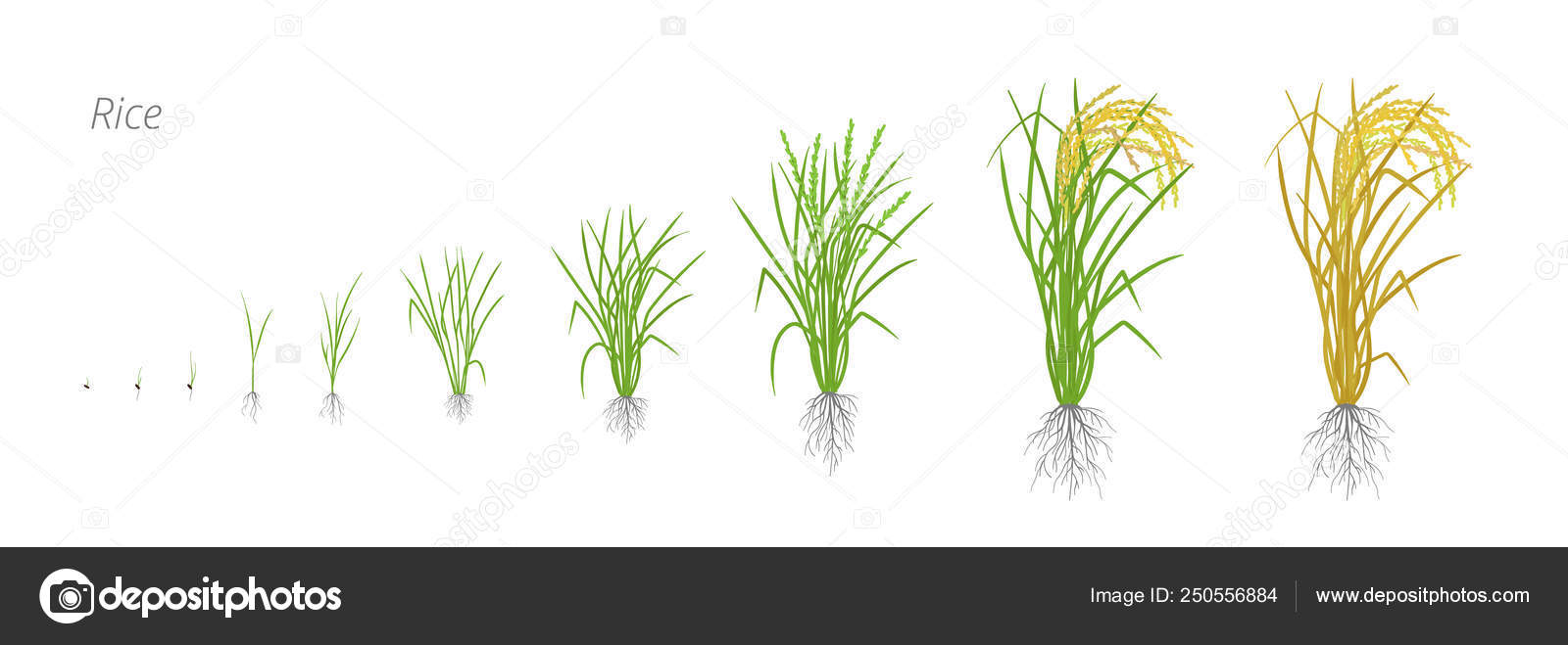 Stades de croissance de la plante de riz. Le cycle de vie. Phases d ...