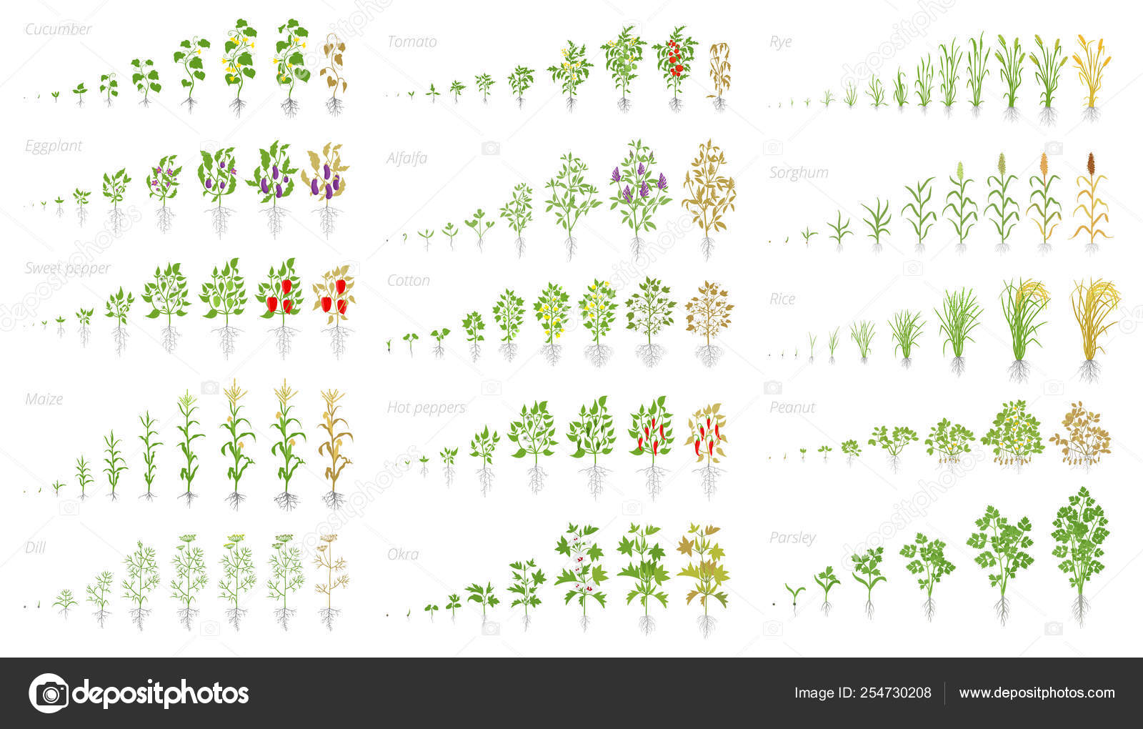 Growing Plant Animation