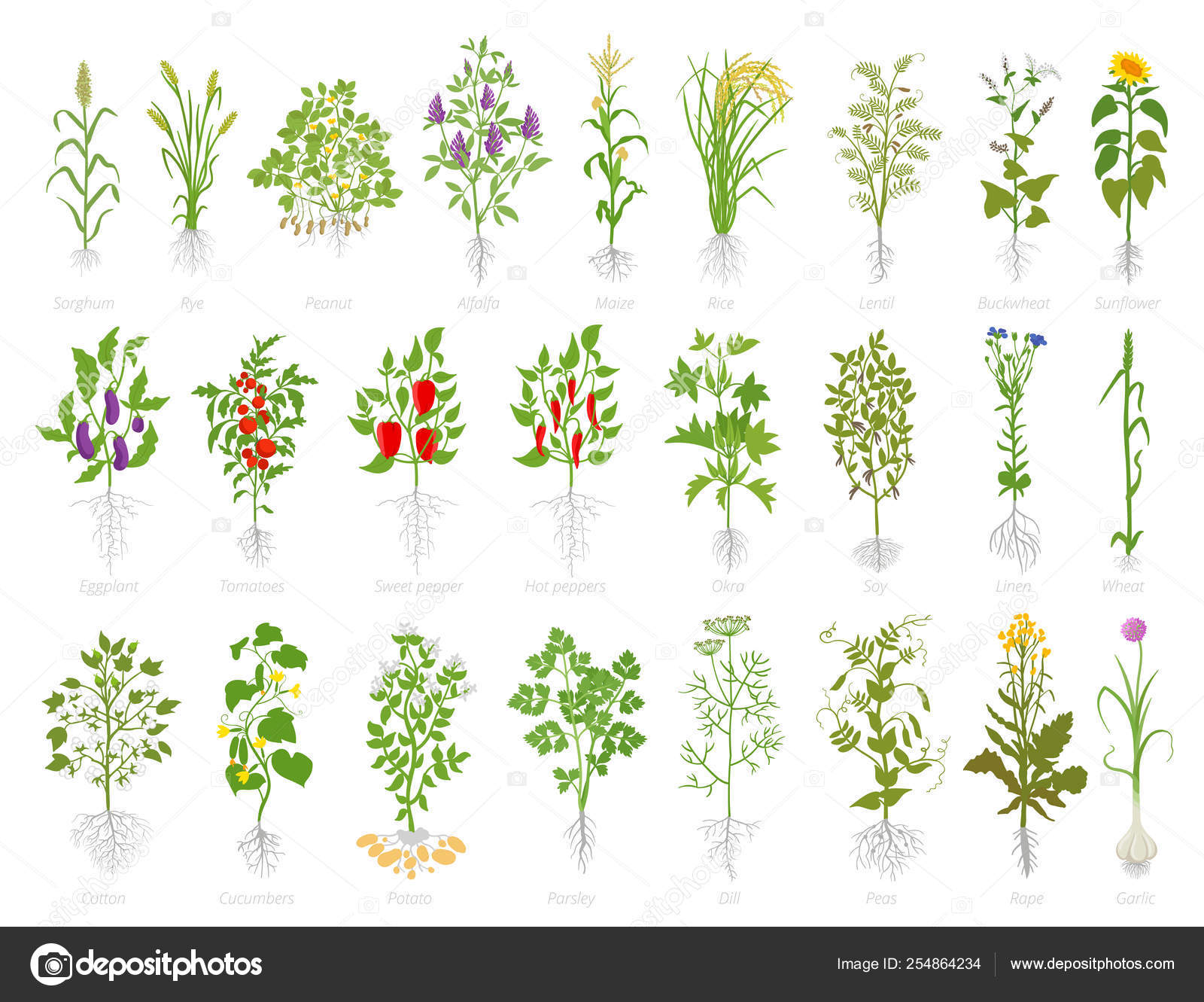 Agricultural plant icon set. Vector farm plants. Cereals wheat alfalfa ...