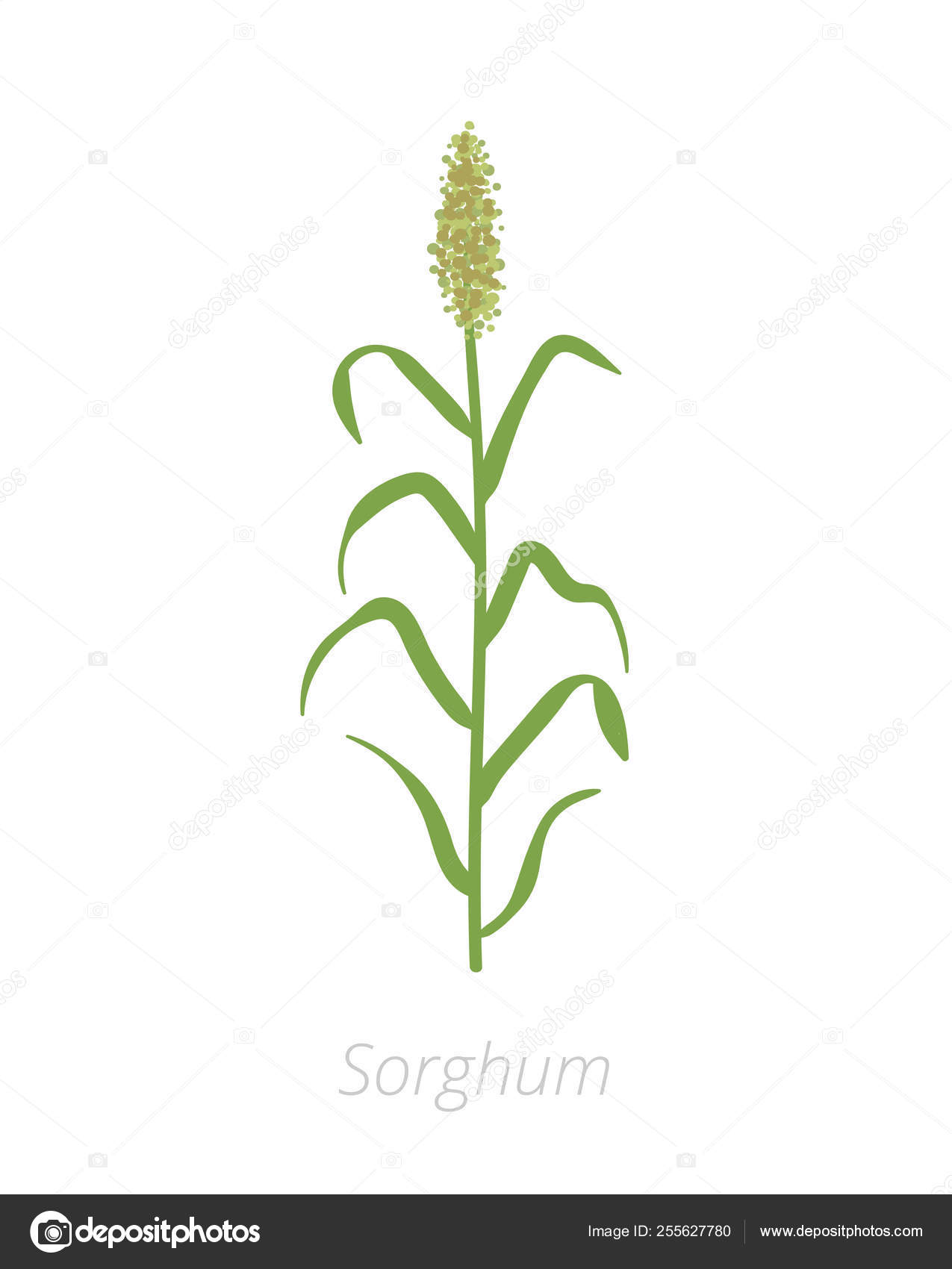 Sorghum planting. Harvest growth grain Sorghum. Agriculture cultivated ...