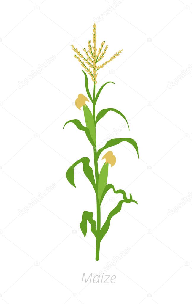 Clipart Pianta Di Mais Botanica Agricola Per Gli Studenti . La