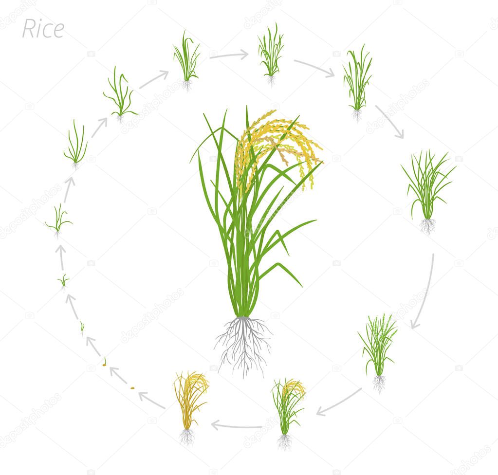 Circular life cycle of rice. Growth stages of rice plant. Rice increase ...