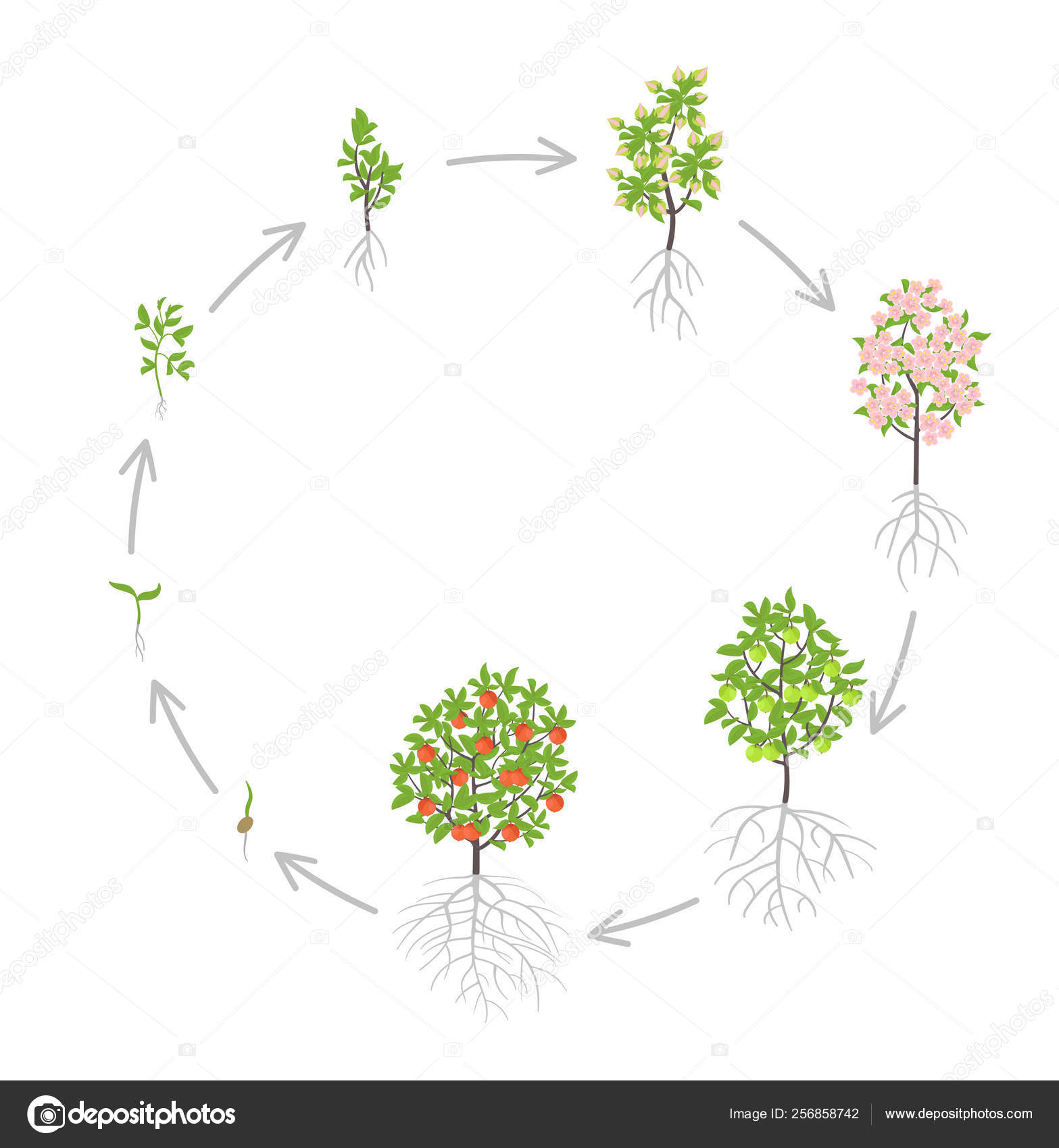 Apple tree growth stages. Vector illustration. Ripening period ...