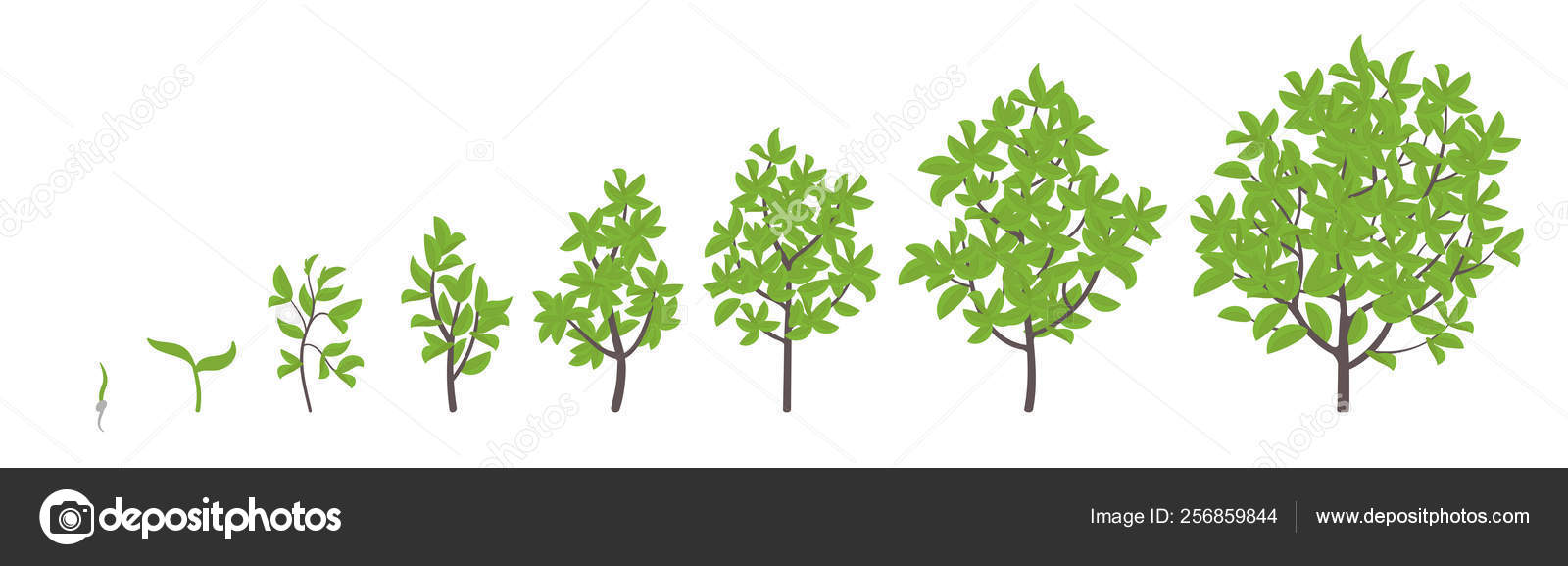 Tree Growing Animation