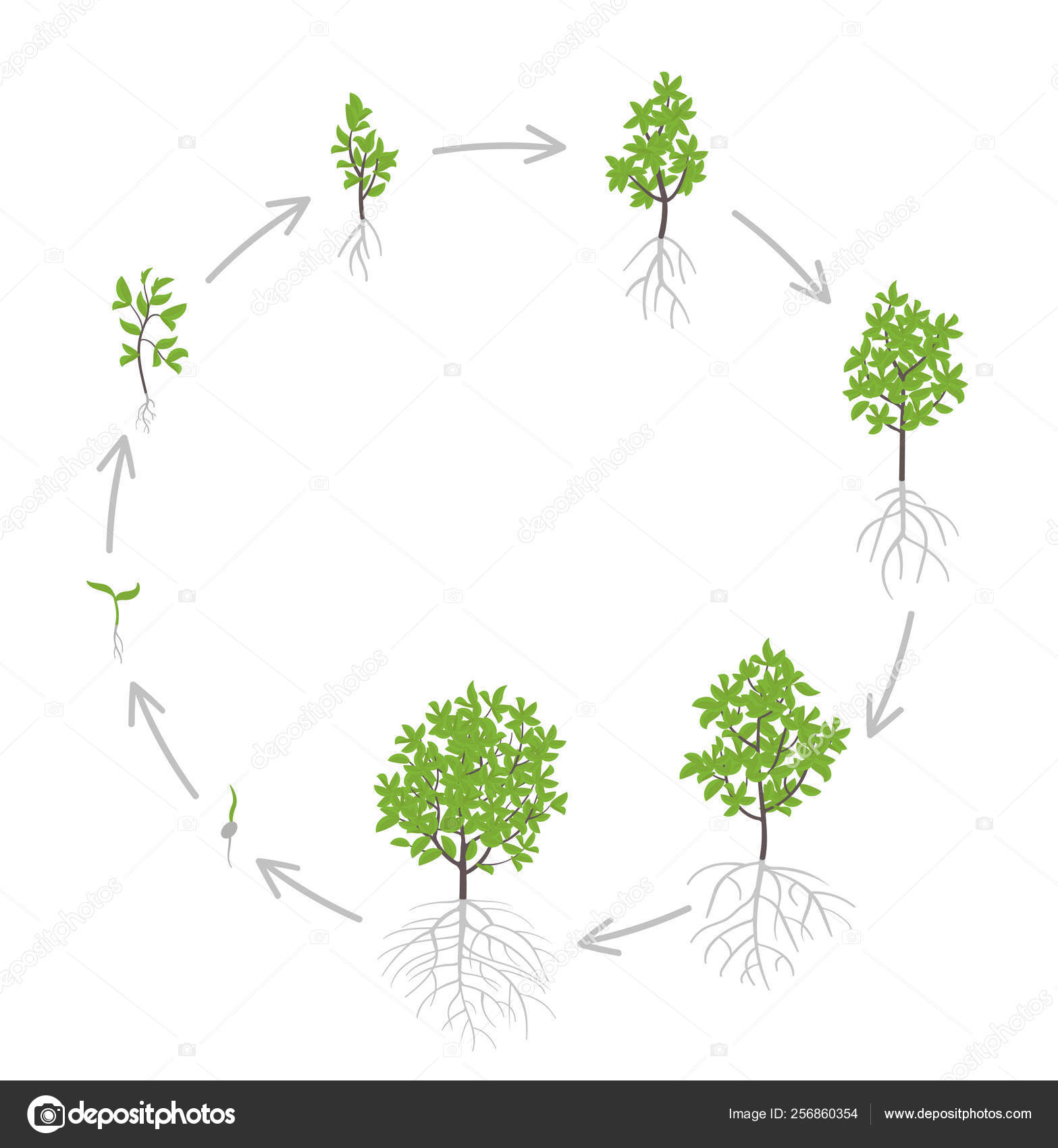 Tree growth stages. Vector illustration. Ripening period progression ...