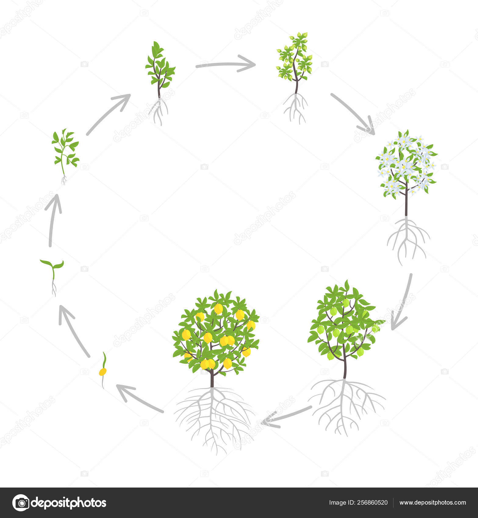 Lemon tree growth stages. Vector illustration. Ripening period ...