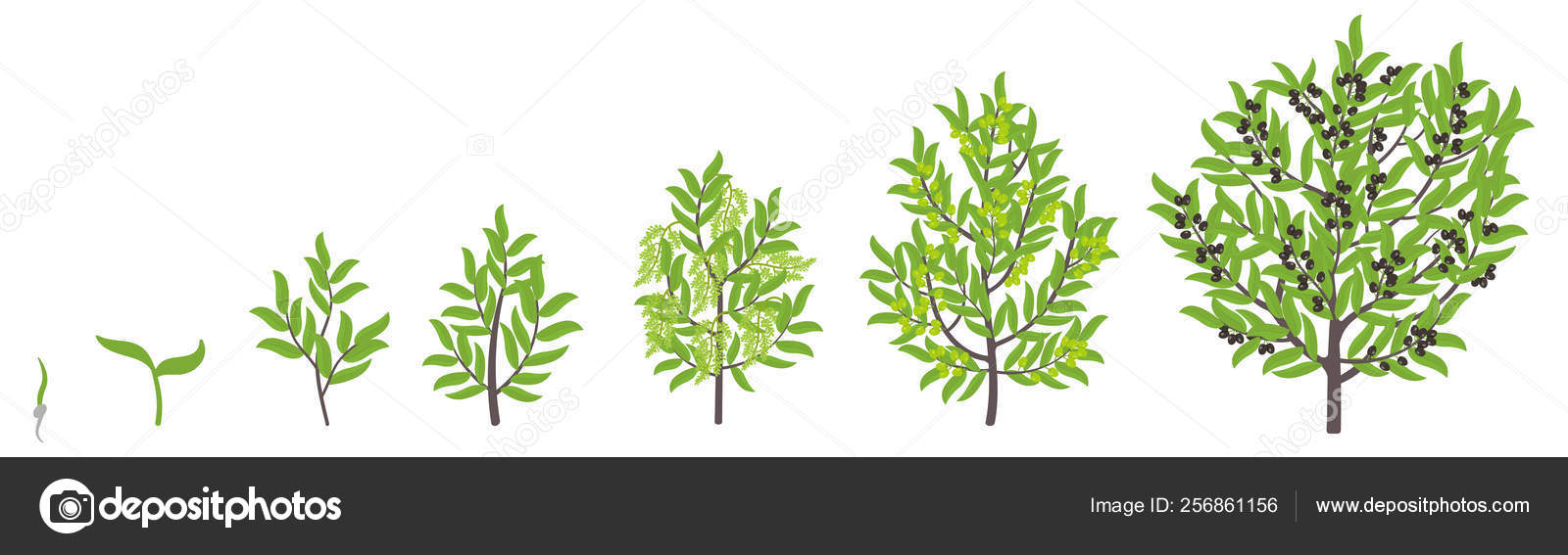 Olive tree growth stages. Vector illustration. Ripening period ...