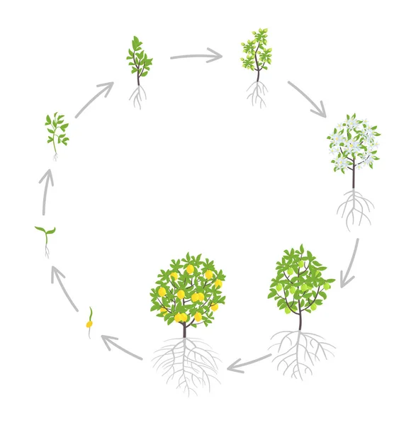 Lemon tree growth stages. Vector illustration. Ripening period ...