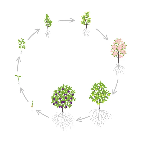 Tree growth stages. Vector illustration. Ripening period progression ...
