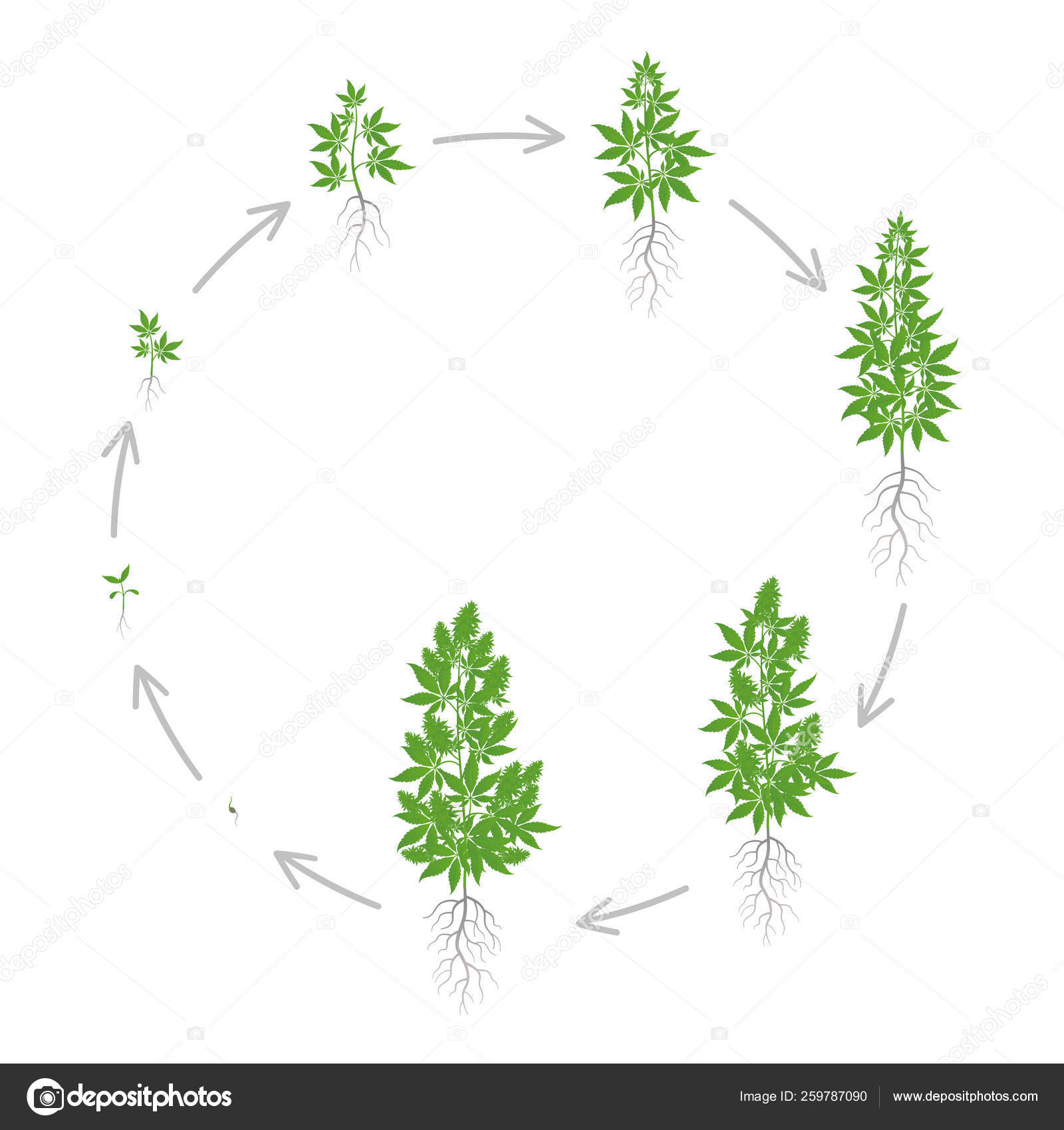Circular growth stages of hemp plant. Marijuana round phases set ...