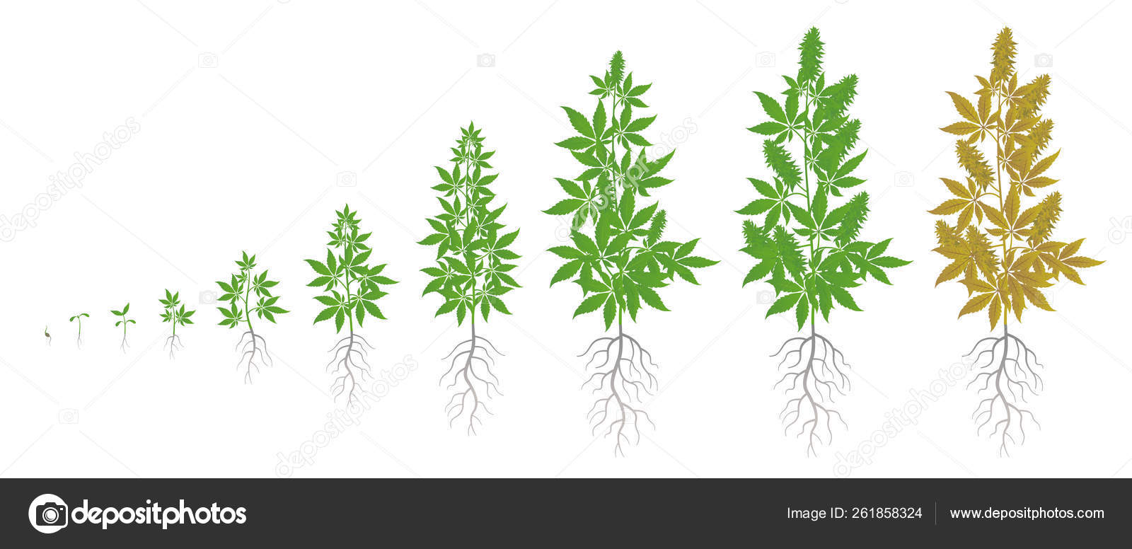 The Growth Cycle of hemp plant. Marijuana phases set. Cannabis indica ...