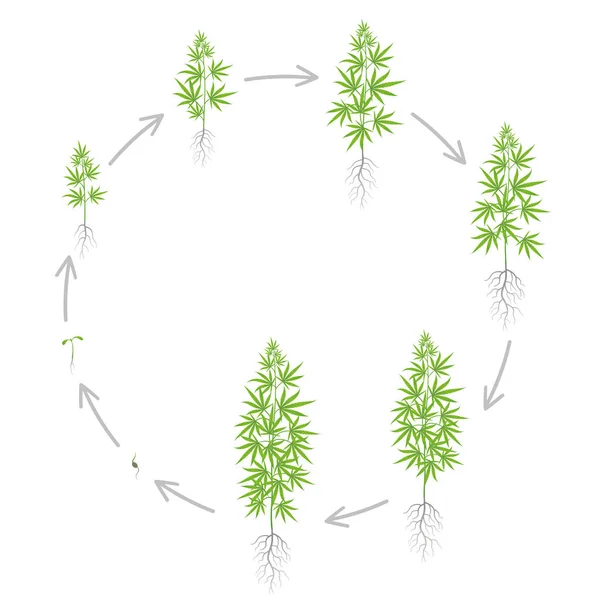 Weed roots Vector Images | Depositphotos