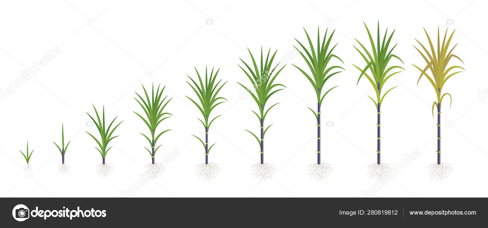 Sugarcane Plant Diagram