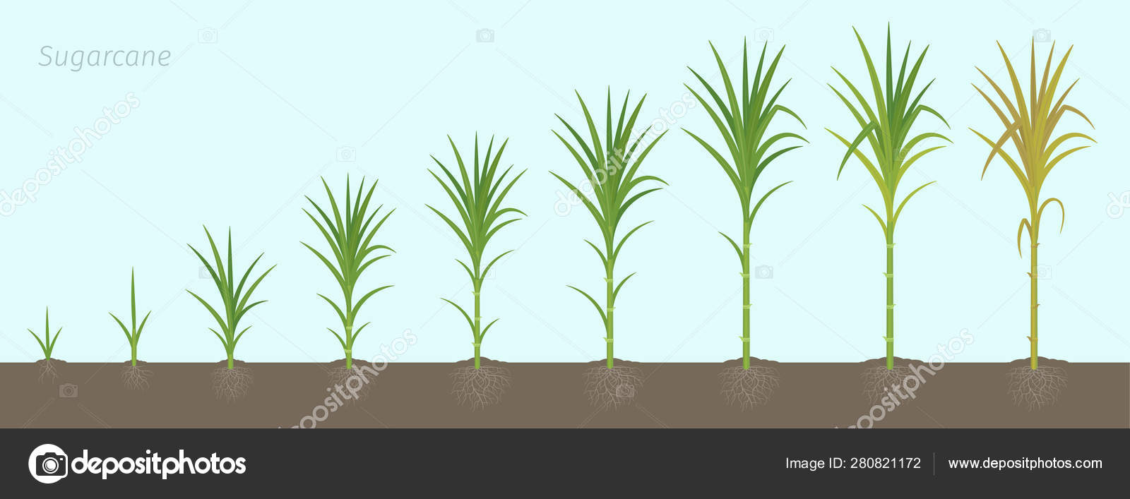 Crop stages of Sugarcane. Growing sugar cane plant used for sugar ...