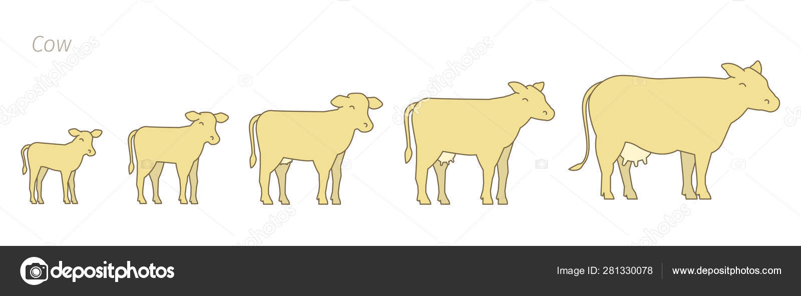 Stages of cow growth set. Milk farm. Breeding cow. Beefs production ...