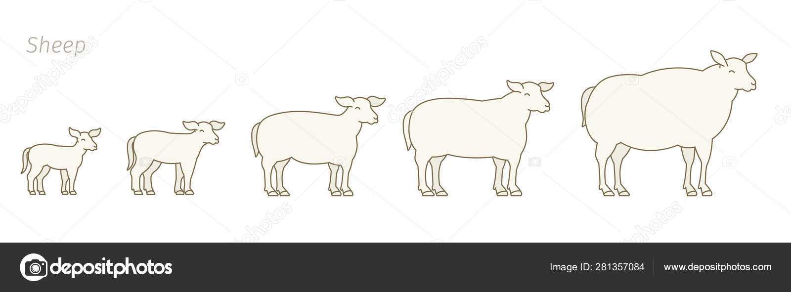 Sheep farm. Stages of mutton growth set. Breeding ewe. Wool lamb ...