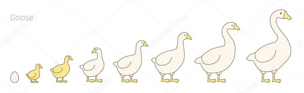 4,805 White goose Vector Images | Depositphotos