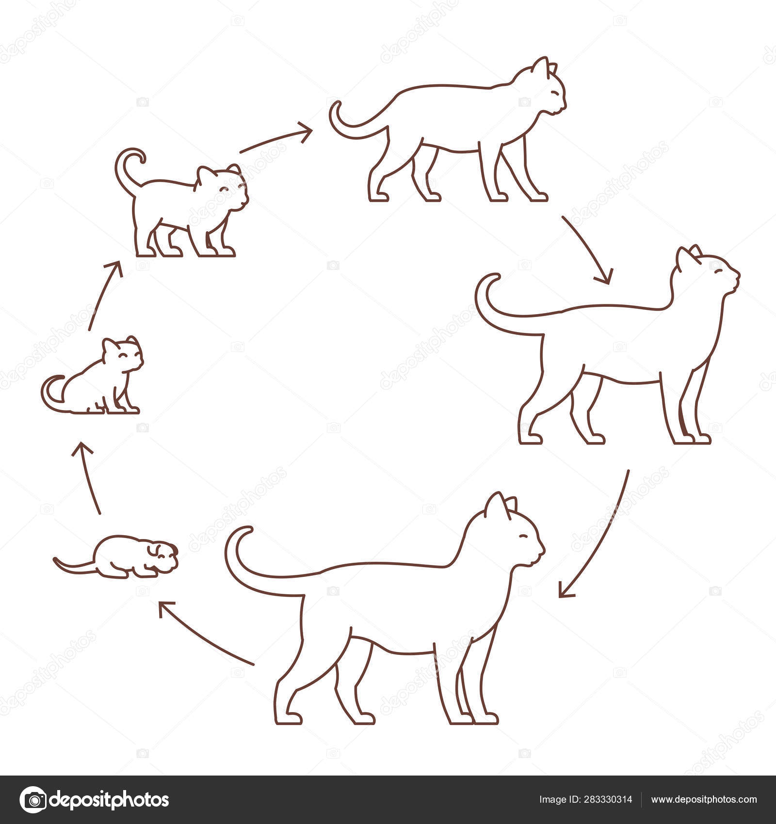 Cat Life Cycle Diagram